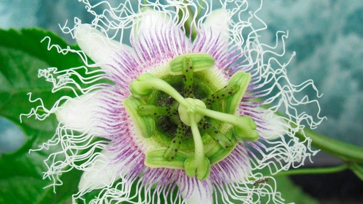 Pope Francis writing a second part of Laudato si'