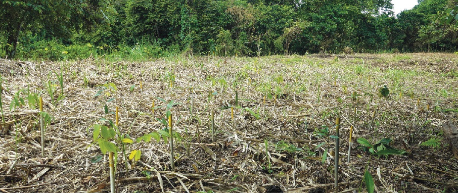 Join our tree planting campaign